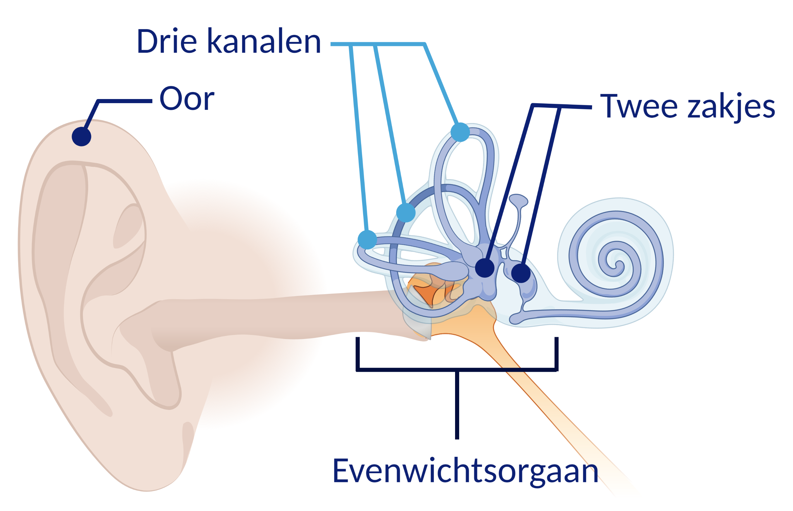 BPPD (Benigne Paroxysmale Positie Duizeligheid) - Patiëntenfolder - Erasmus MC